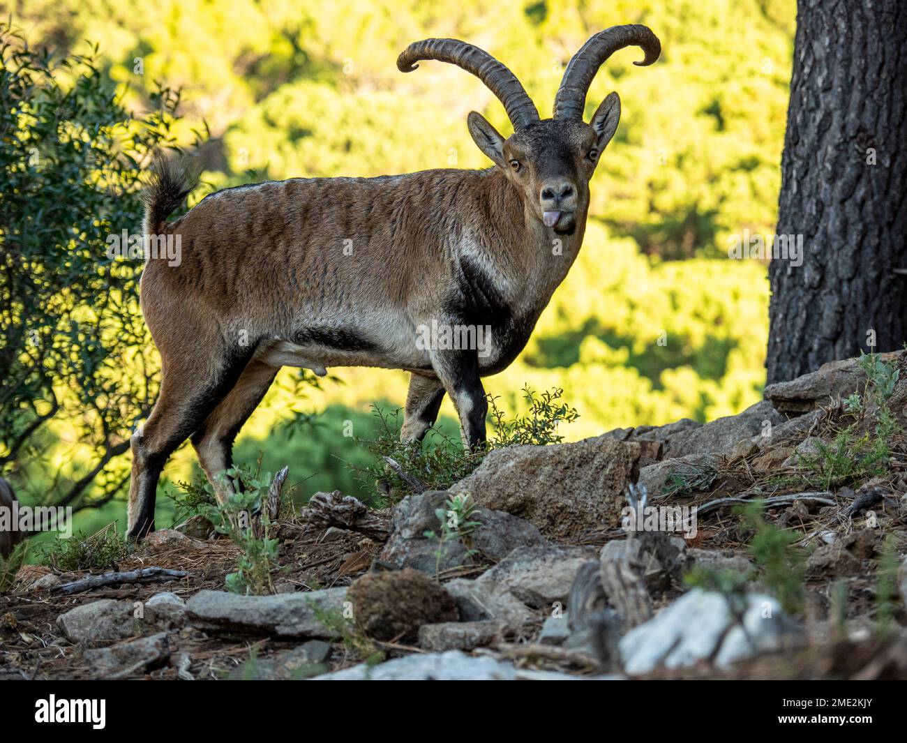 Capra Pyrenaica with brown fur and big horns walking on rocky slope ...