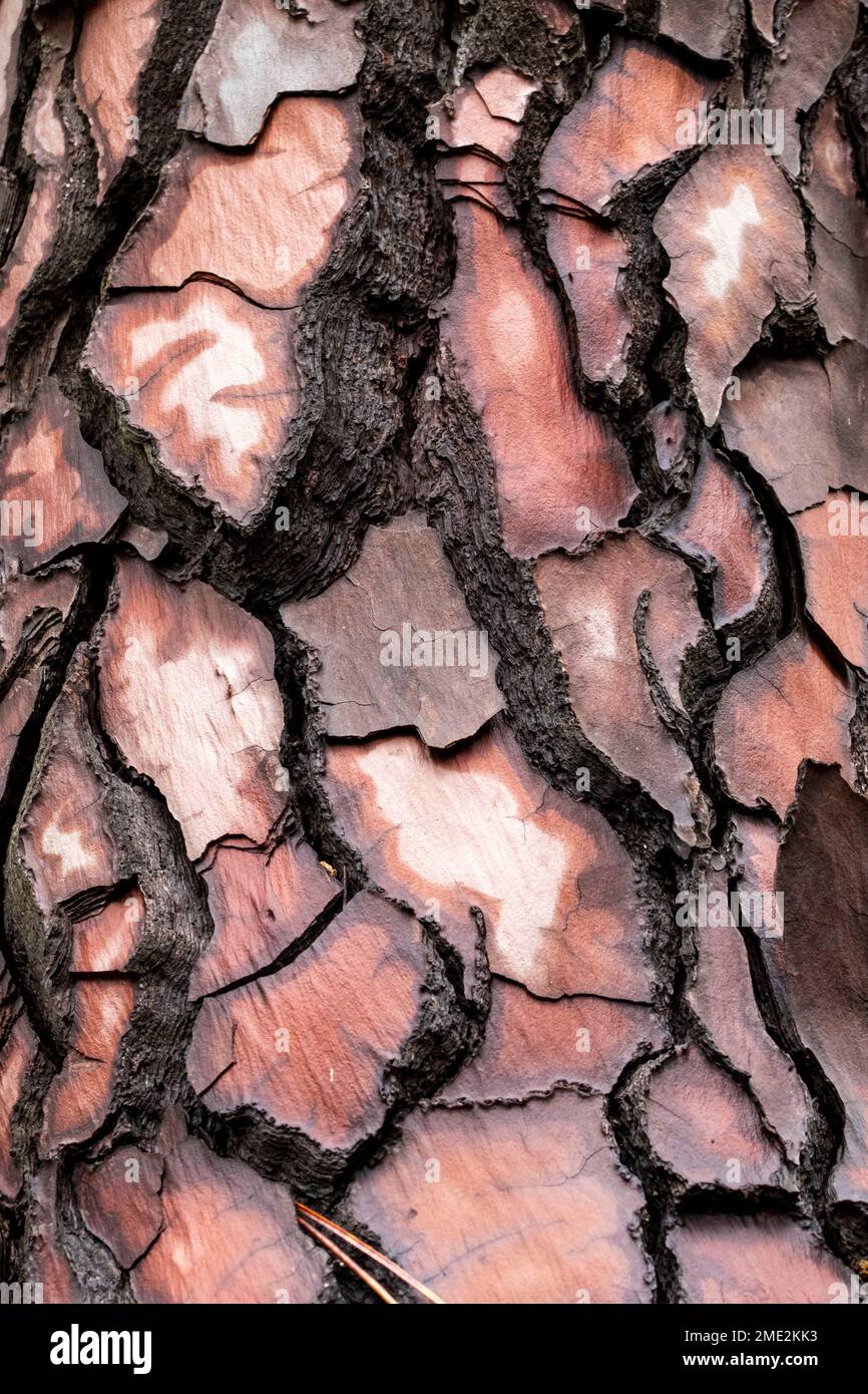 Textured background of cracked pink tree bark with different shapes in ...