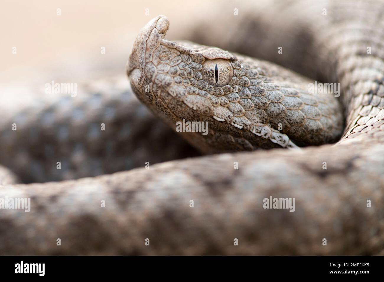 Side view white snake with spots on brown ground in wild nature Stock ...