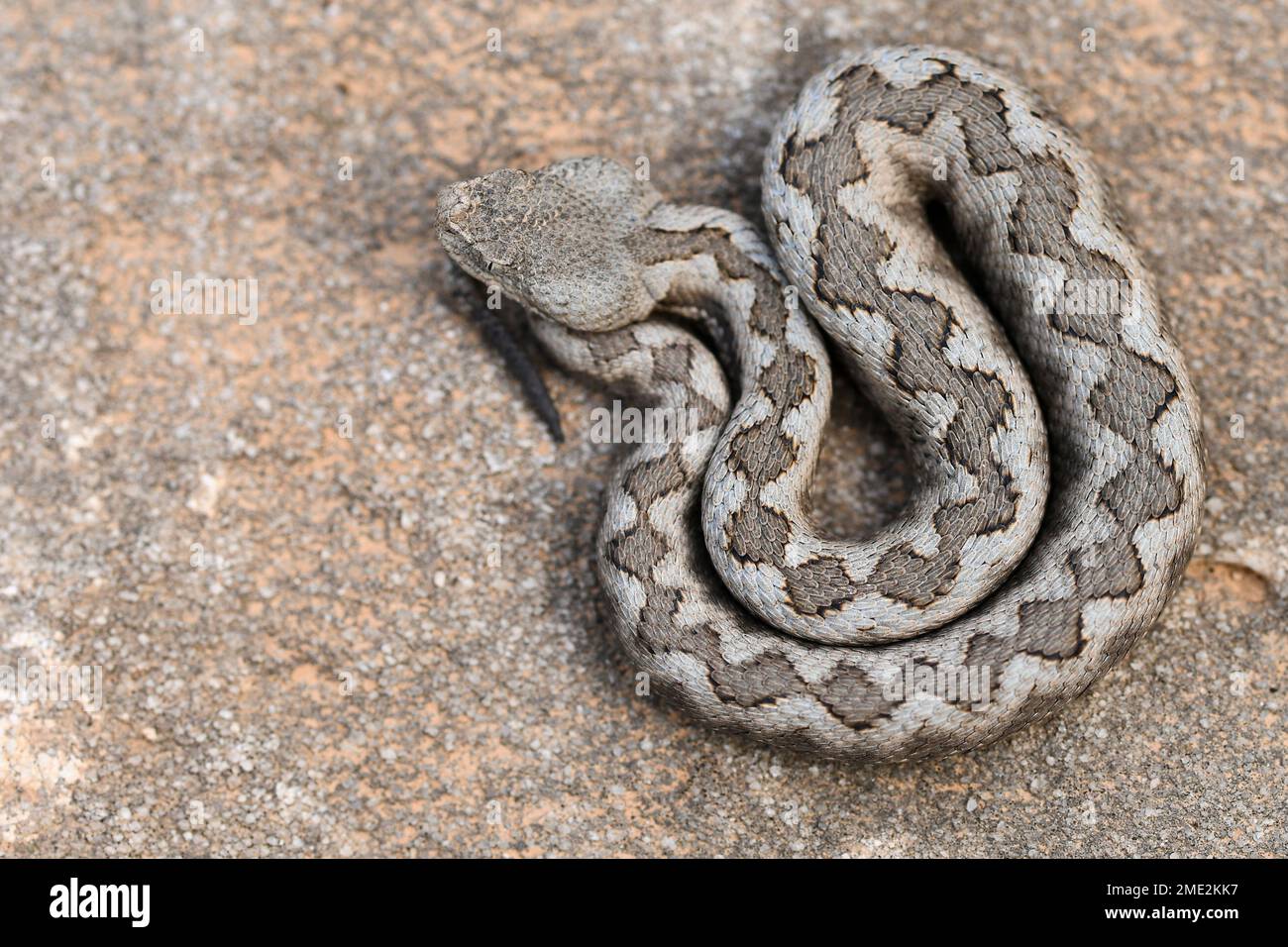 From above of white snake with spots on brown ground in wild nature ...