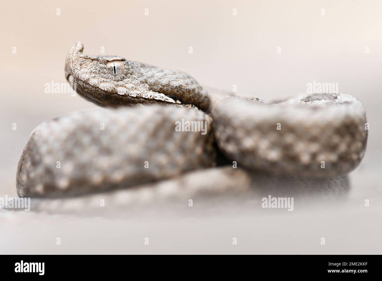 Side view white snake with spots on brown ground in wild nature Stock ...