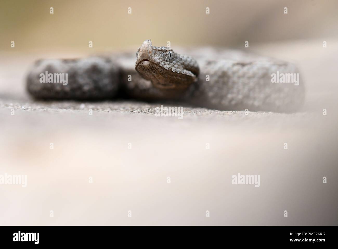 Side view white snake with spots on brown ground in wild nature Stock ...