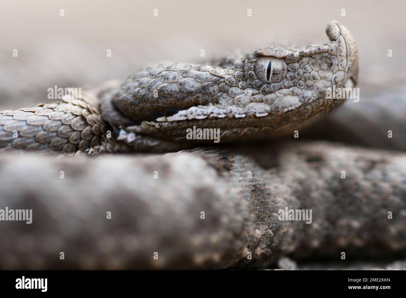Side view white snake with spots on brown ground in wild nature Stock ...