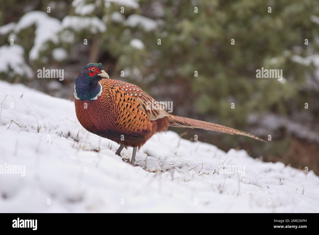 Winter closeup of a male common pheasant (Phasianus colchicus) standing ...