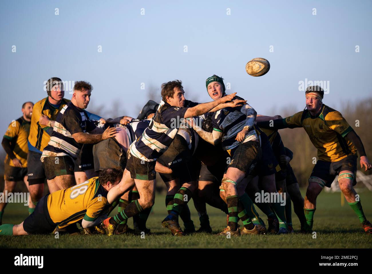Westbury rfc hi-res stock photography and images - Alamy