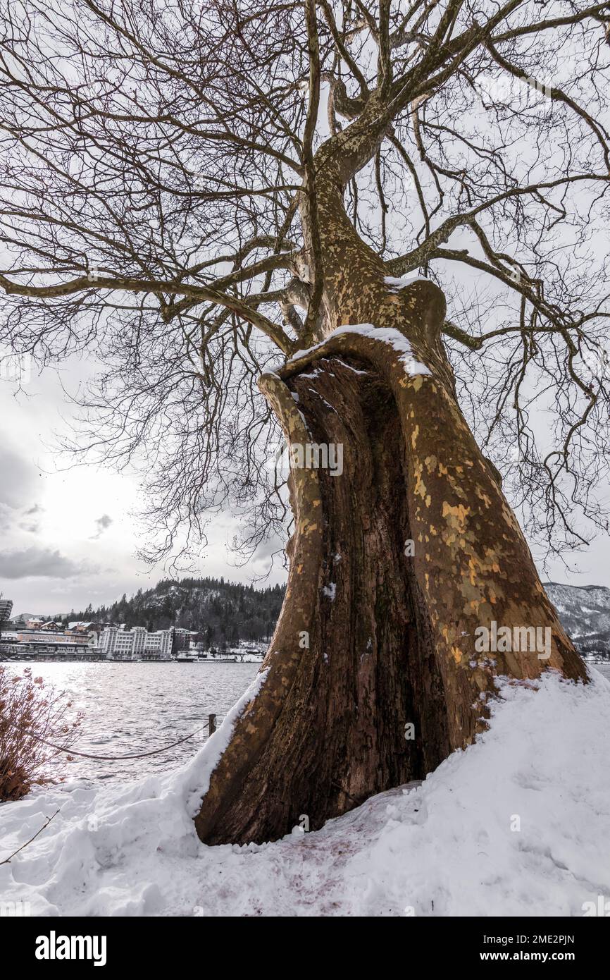 bottom view of a huge old tree with snow in the background Stock Photo ...