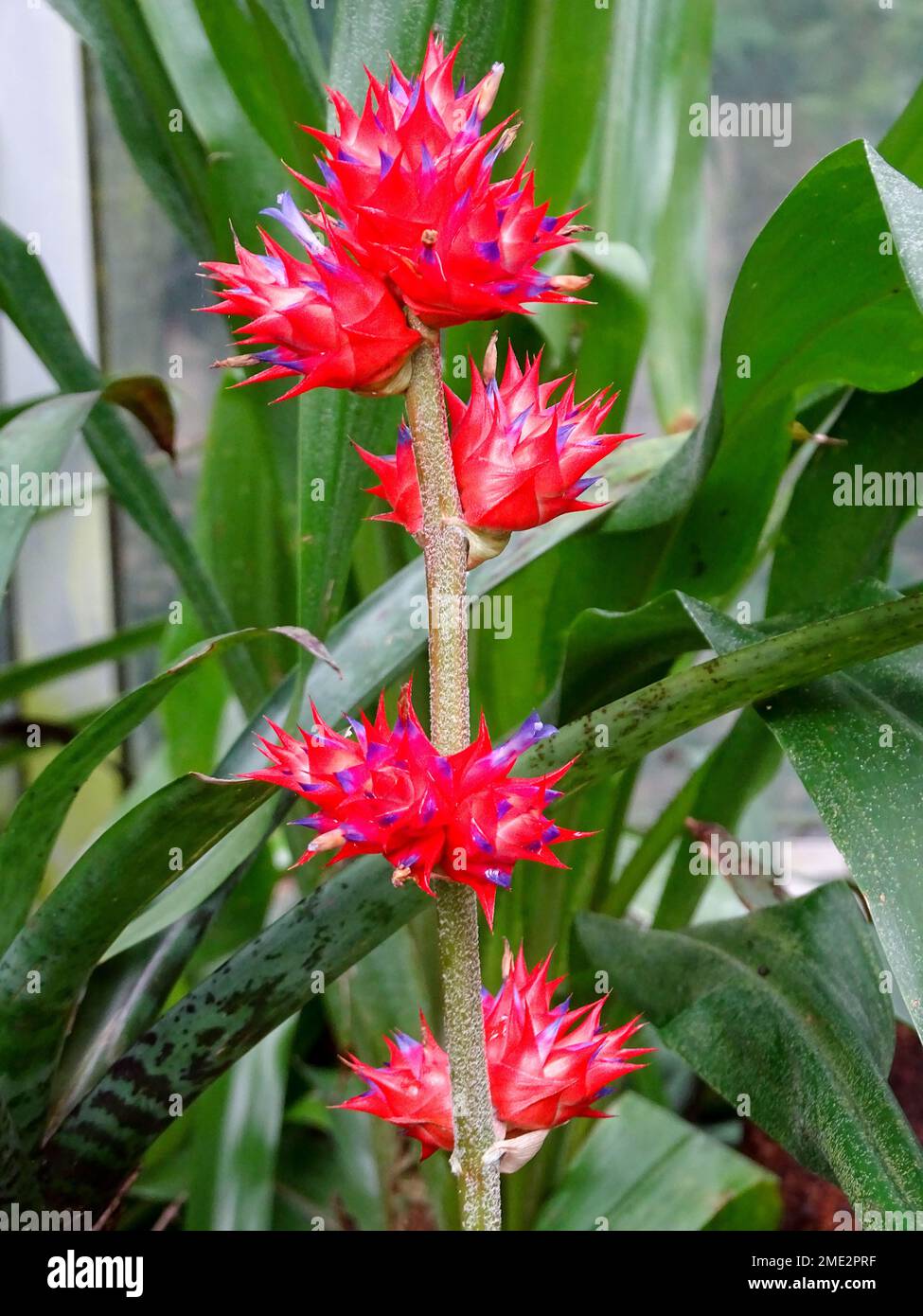 Plants in Germany Stock Photo - Alamy