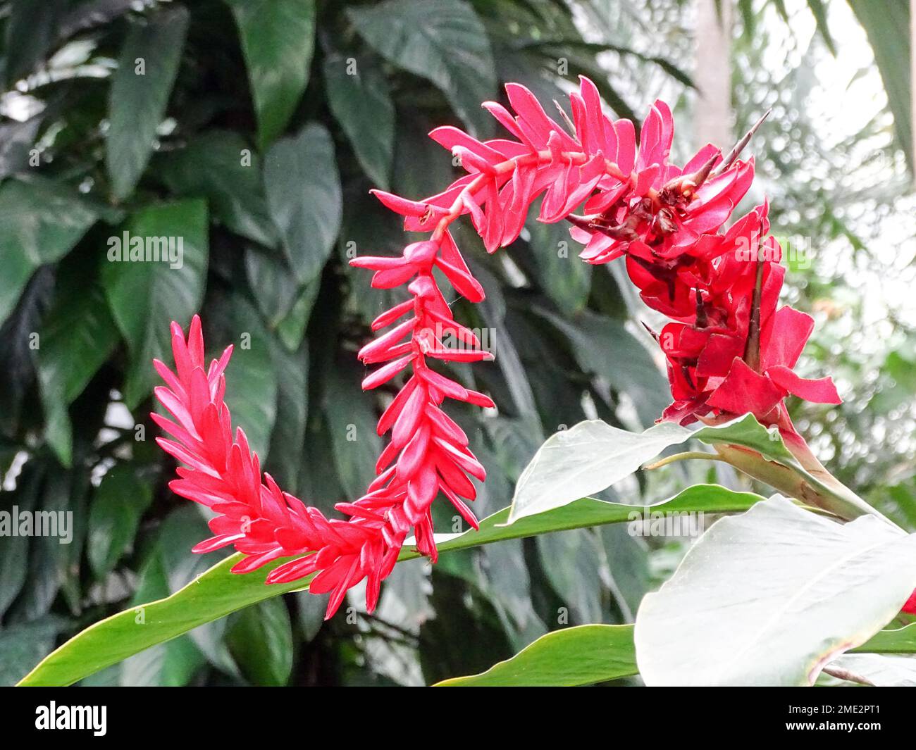 Plants in Germany Stock Photo - Alamy