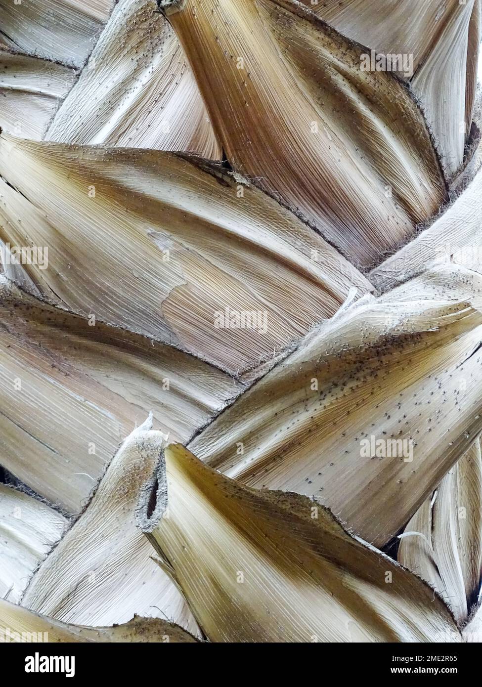 Plants in Germany Stock Photo - Alamy