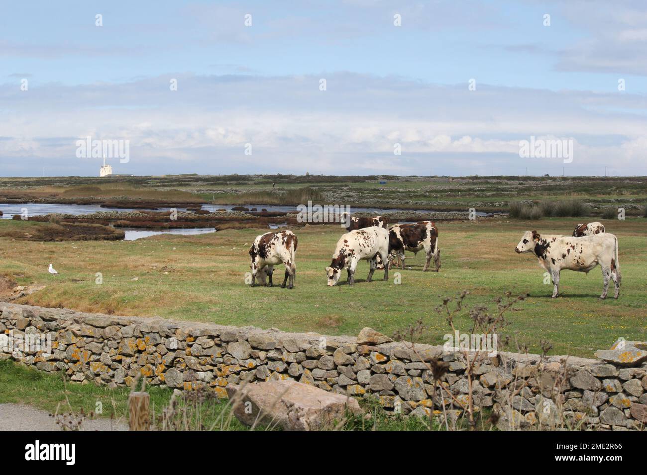 a group of irish cows is grazing in a green meadow with water pools at ...