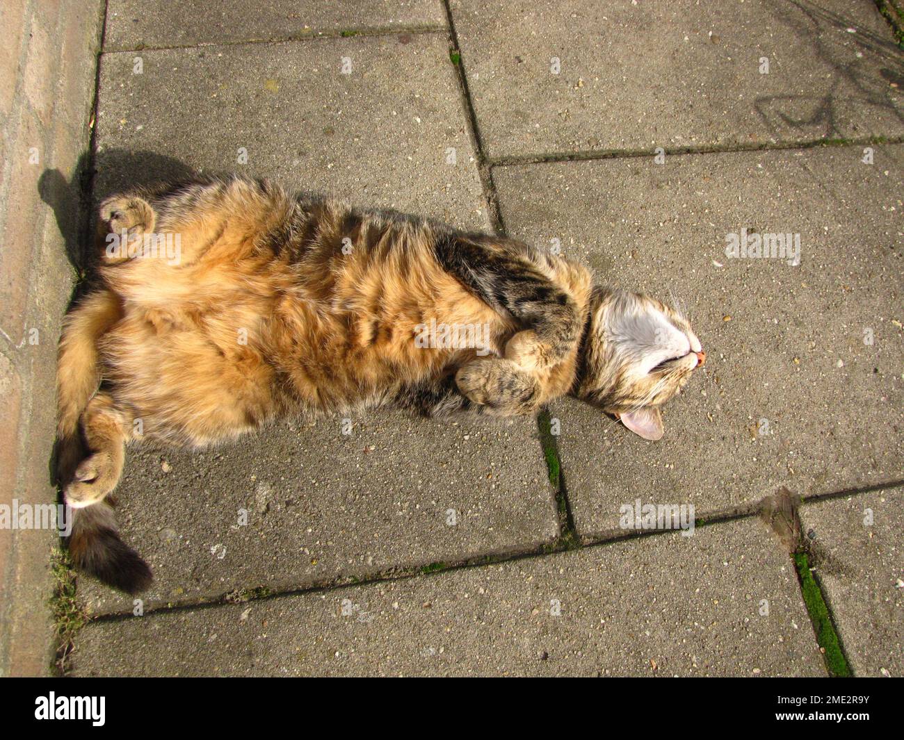 a happy, fluffy cat is lying at its back in the spring sunshine at a ...