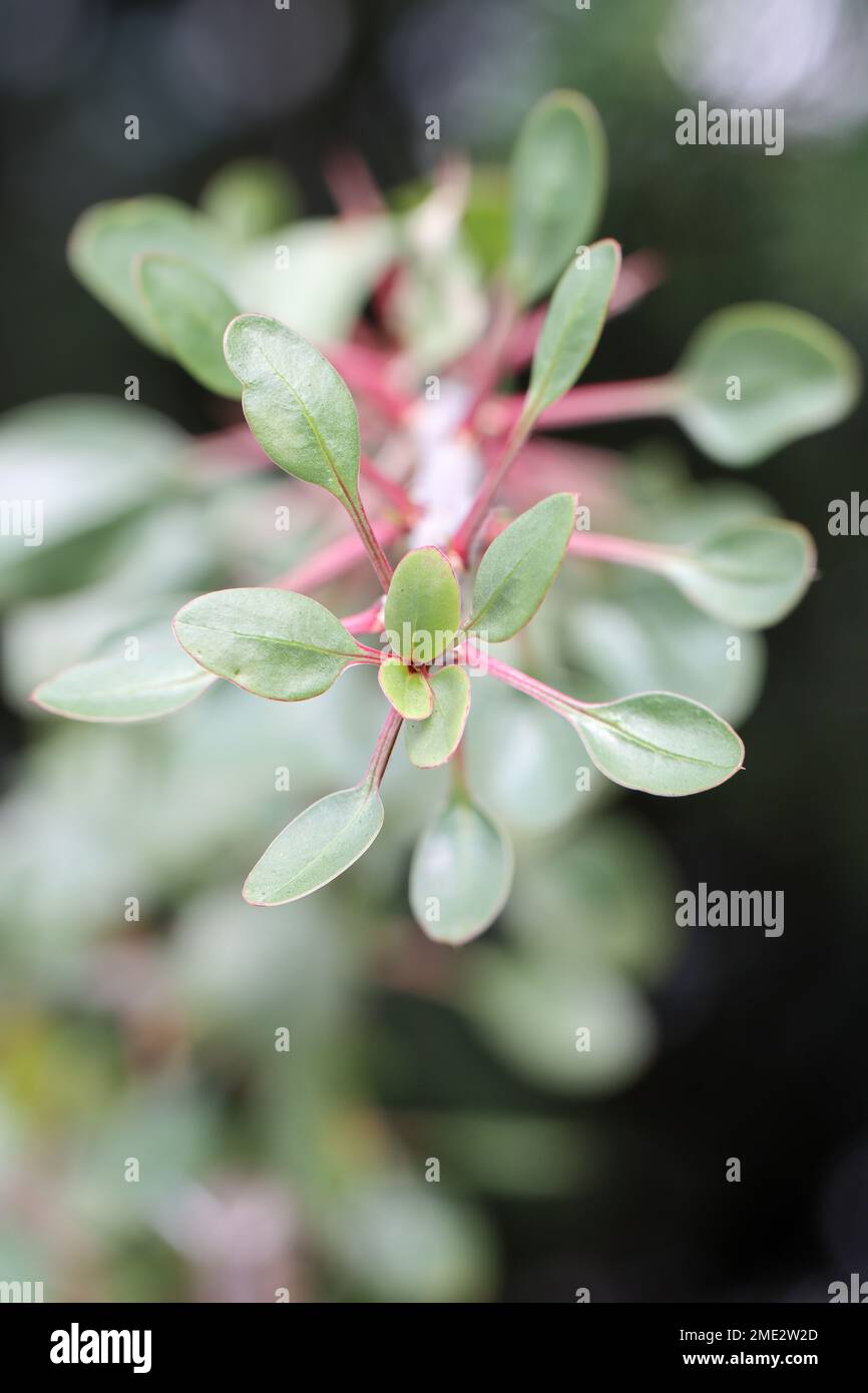 Plants in Germany Stock Photo - Alamy