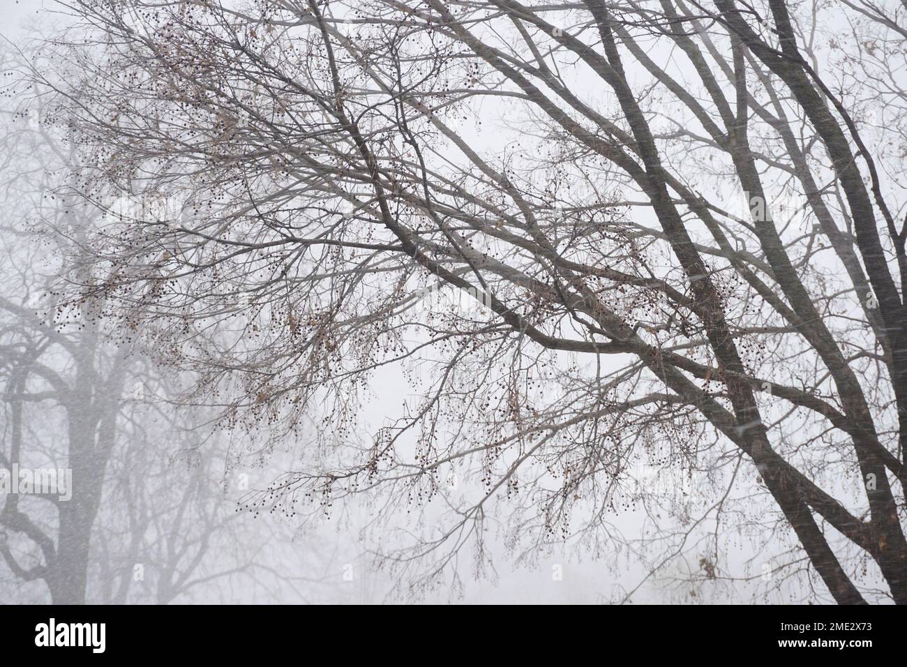 Snowstorm in late fall with trees in background Stock Photo - Alamy