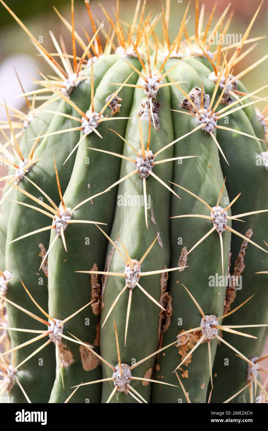 Plants in Germany Stock Photo - Alamy
