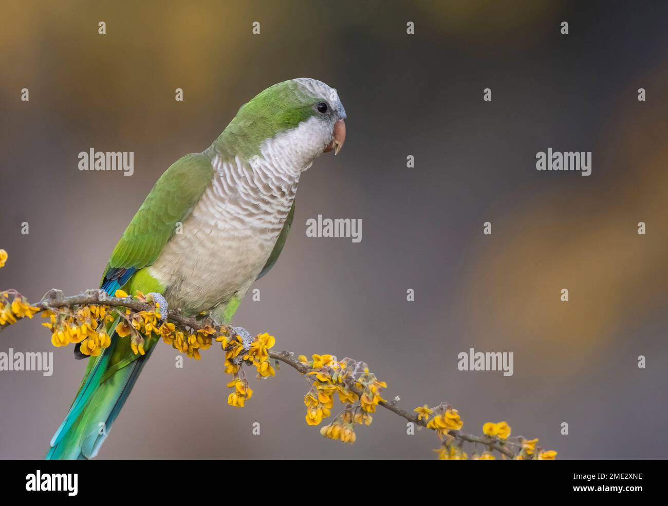 Monk parakeet, Myiopsitta monachus, in Pampas forest environment, La ...