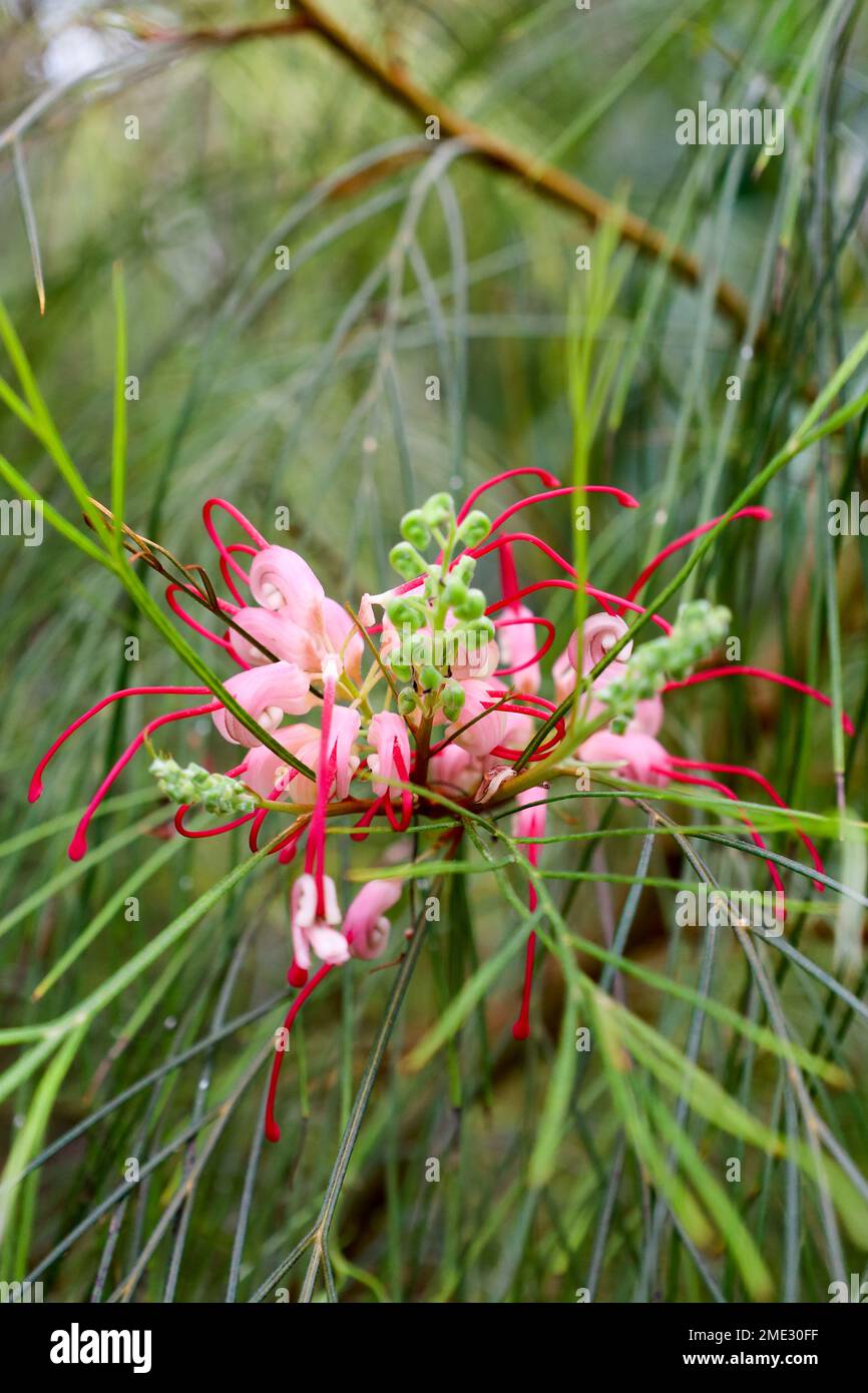 Plants in Germany Stock Photo - Alamy