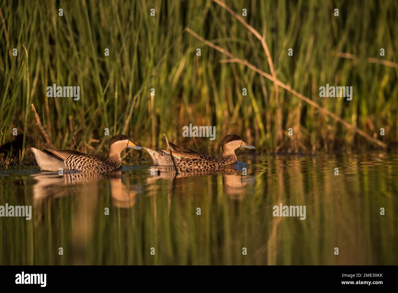 Silver teal.Spatula versicolor.Patagonia Argentina Stock Photo - Alamy