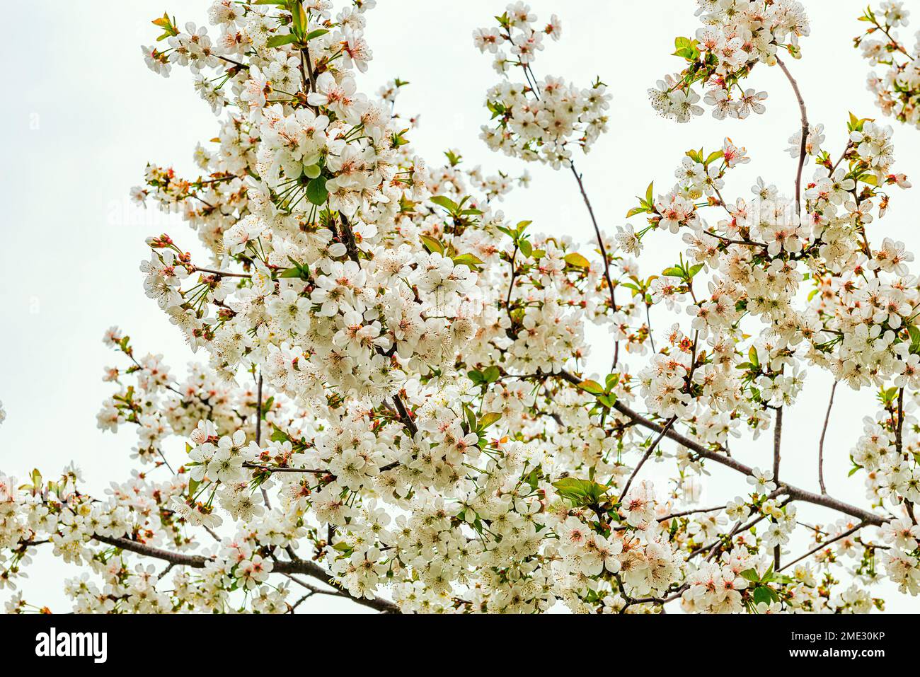 Cherry tree gift hi-res stock photography and images - Alamy
