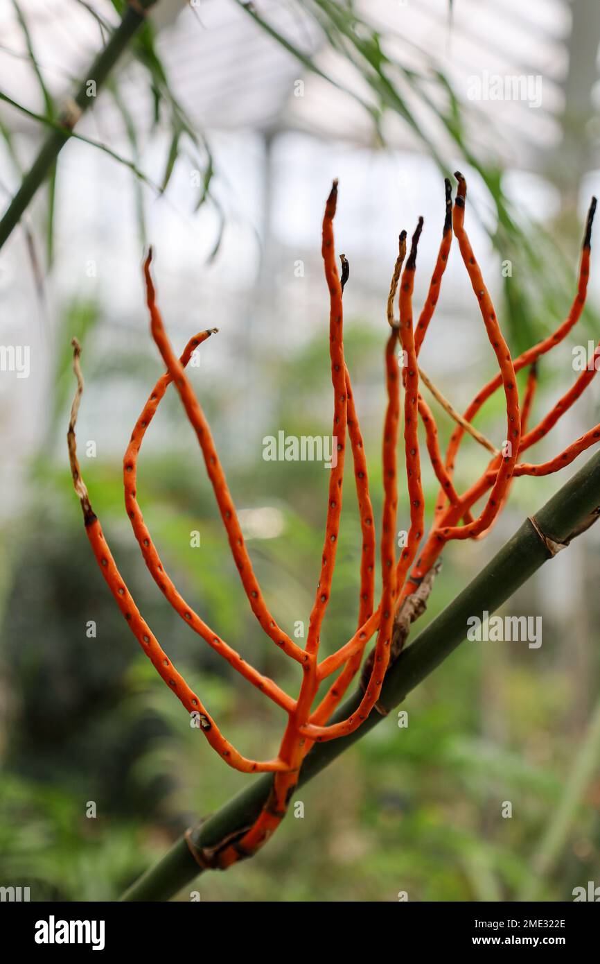 Plants in Germany Stock Photo - Alamy