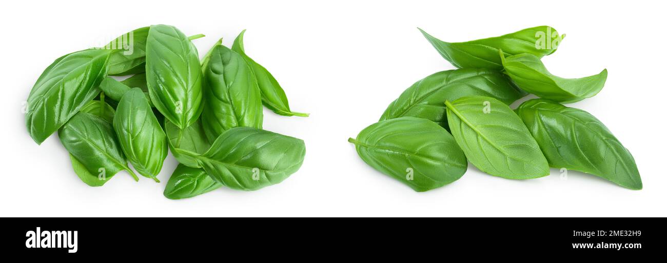 Fresh basil leaf isolated on white background with full depth of field ...