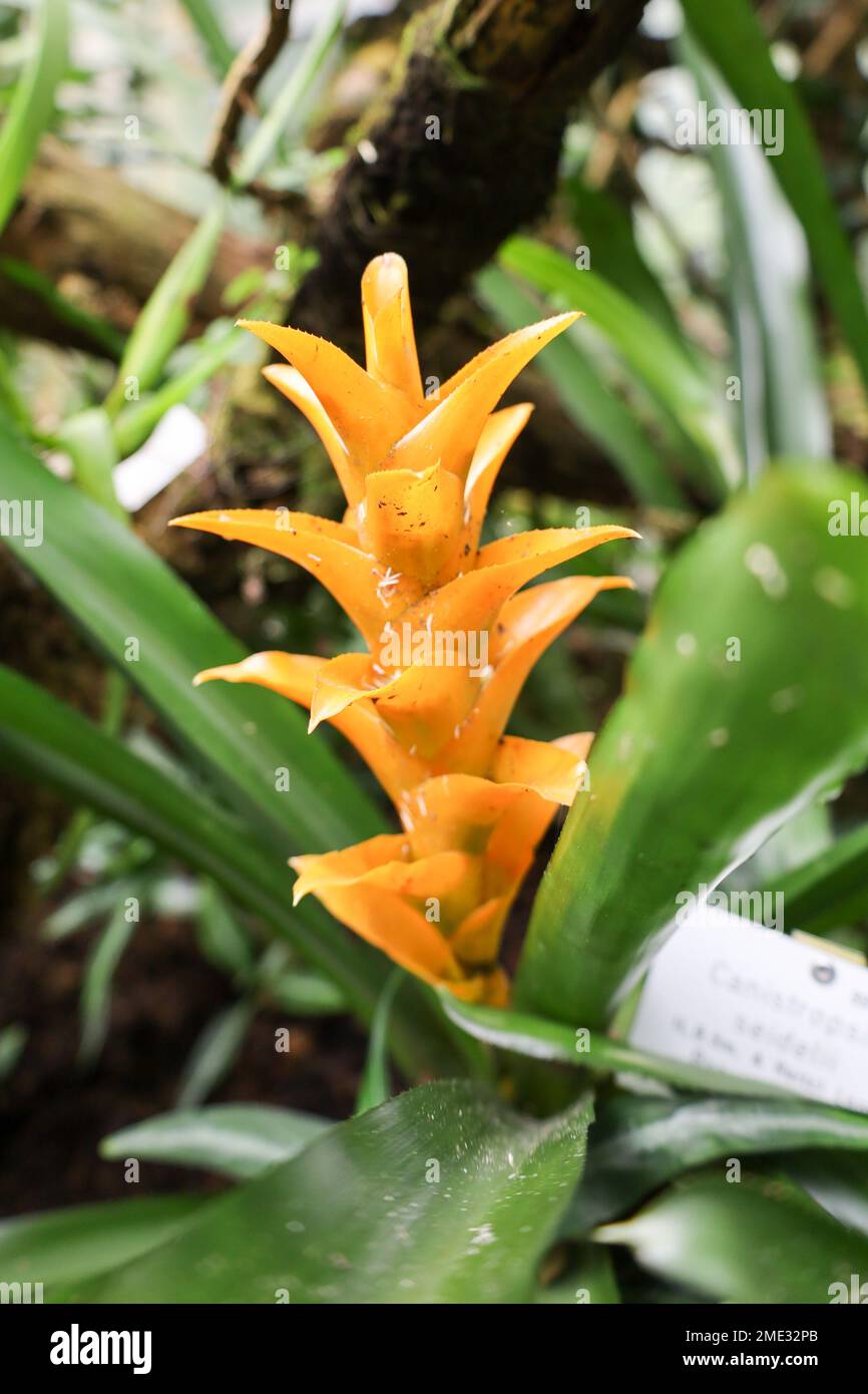 Plants in Germany Stock Photo - Alamy