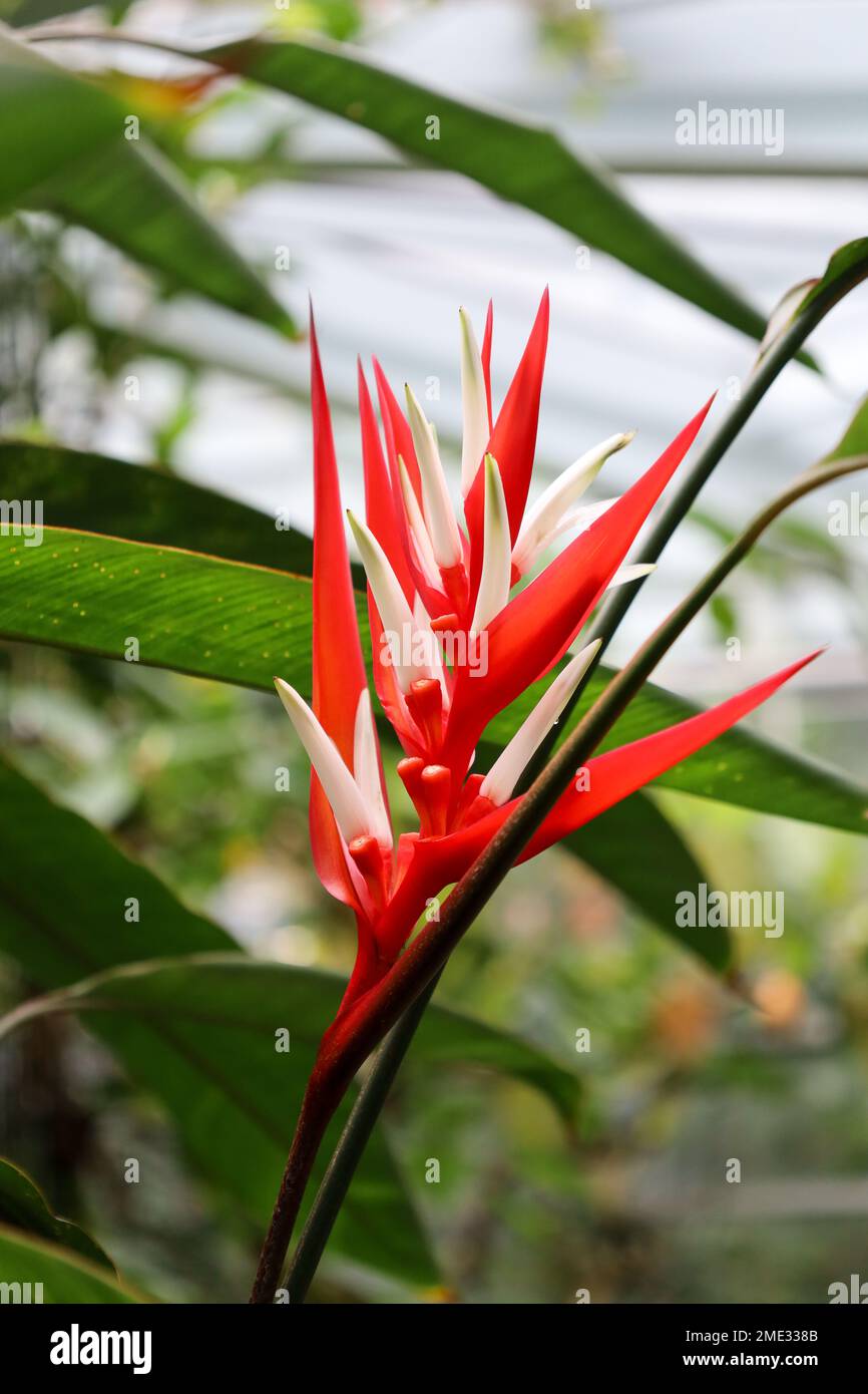 Plants in Germany Stock Photo - Alamy