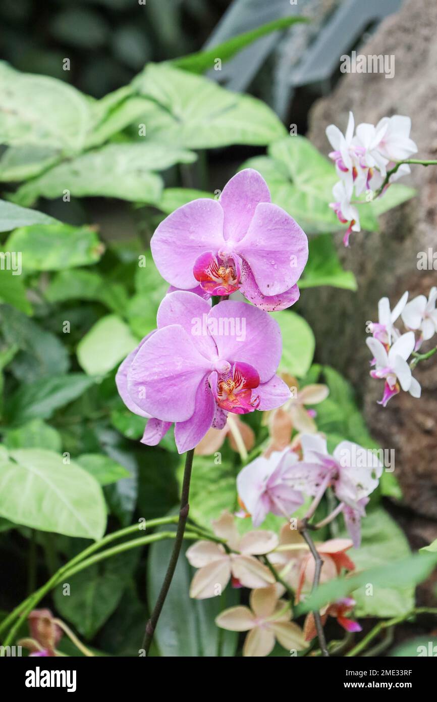 Plants in Germany Stock Photo - Alamy