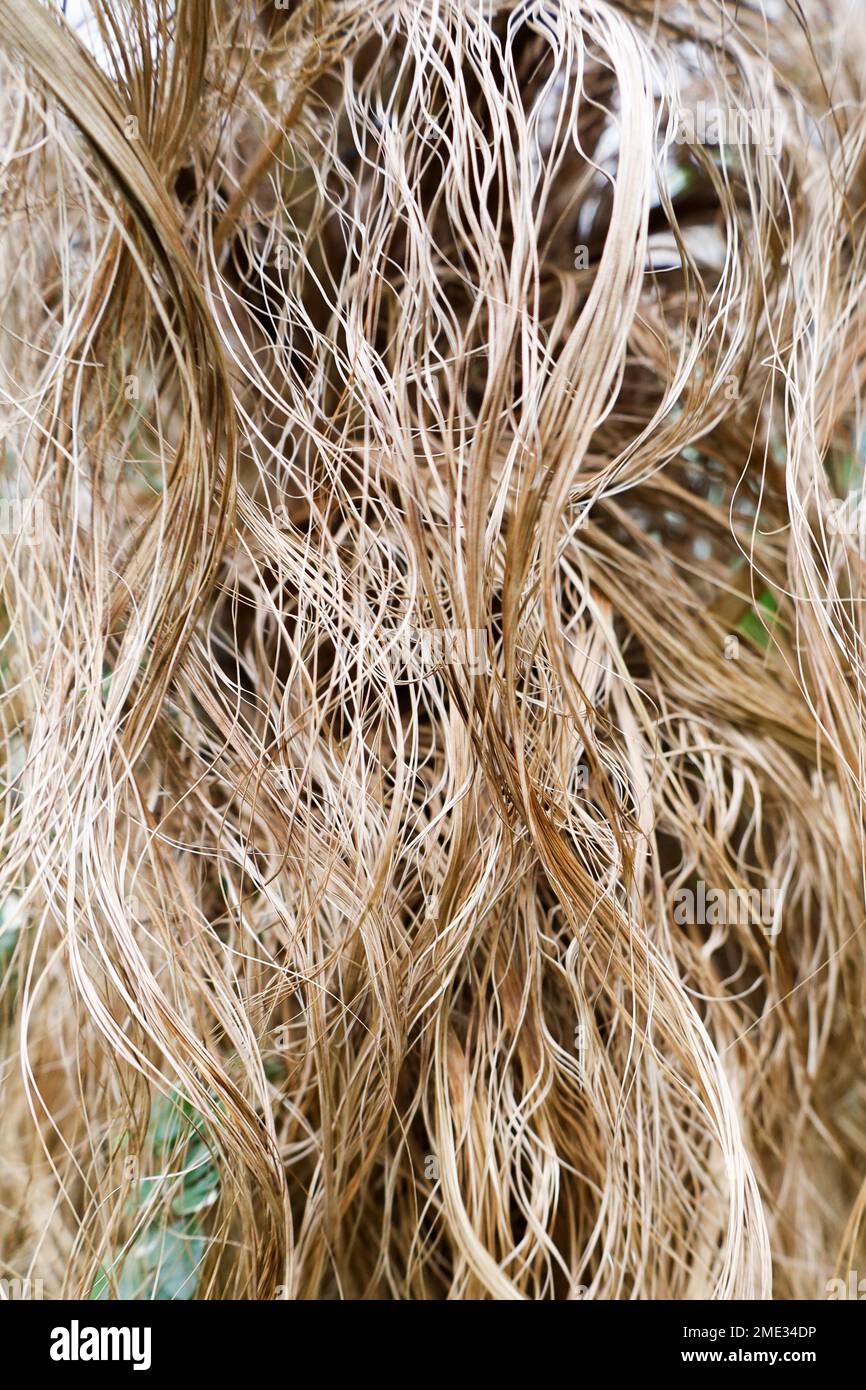 Plants in Germany Stock Photo - Alamy