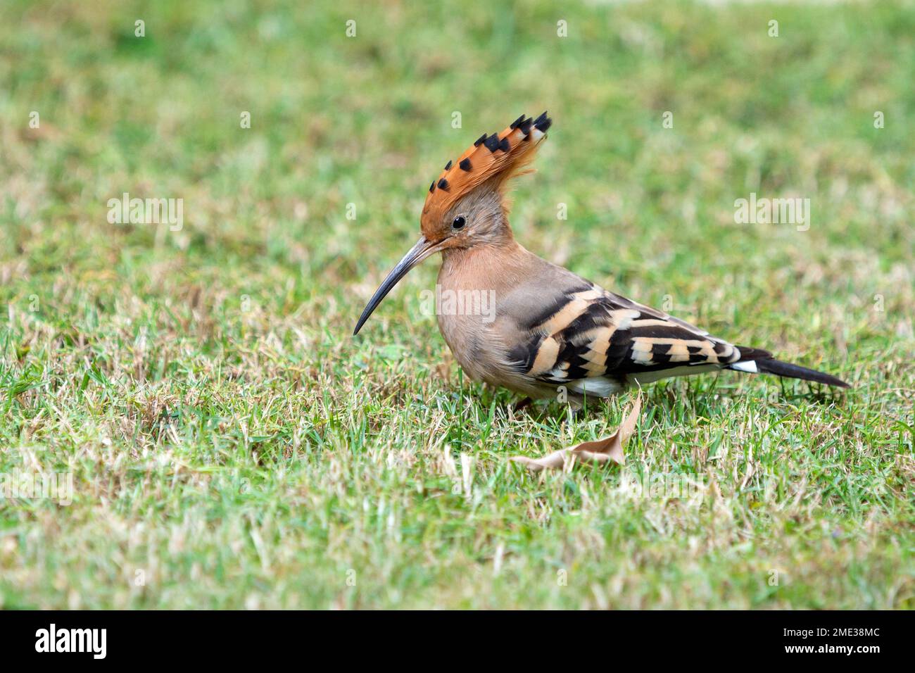 Looking for insects hi-res stock photography and images - Alamy