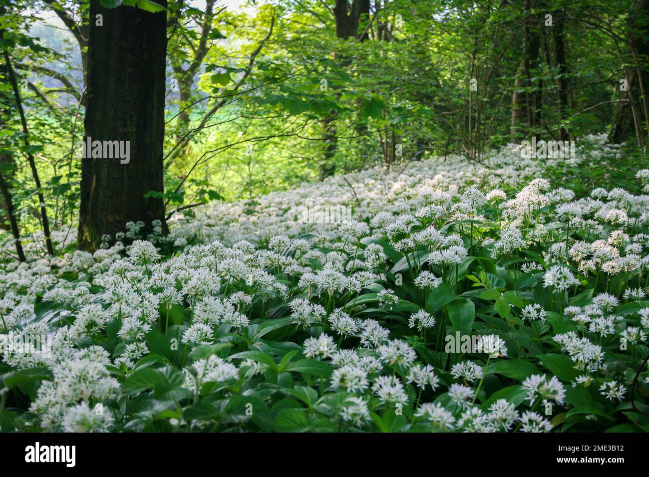Silverdale, UK: Ramsons (Wild Garlic, Allium ursinum) in Storrs Moss ...