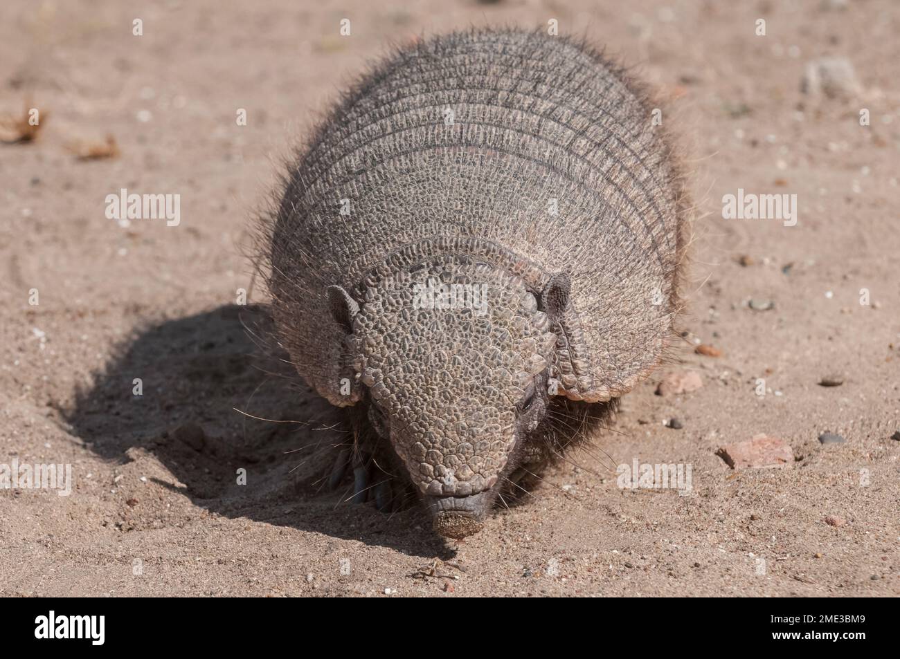 Armadillo burrow hi-res stock photography and images - Alamy