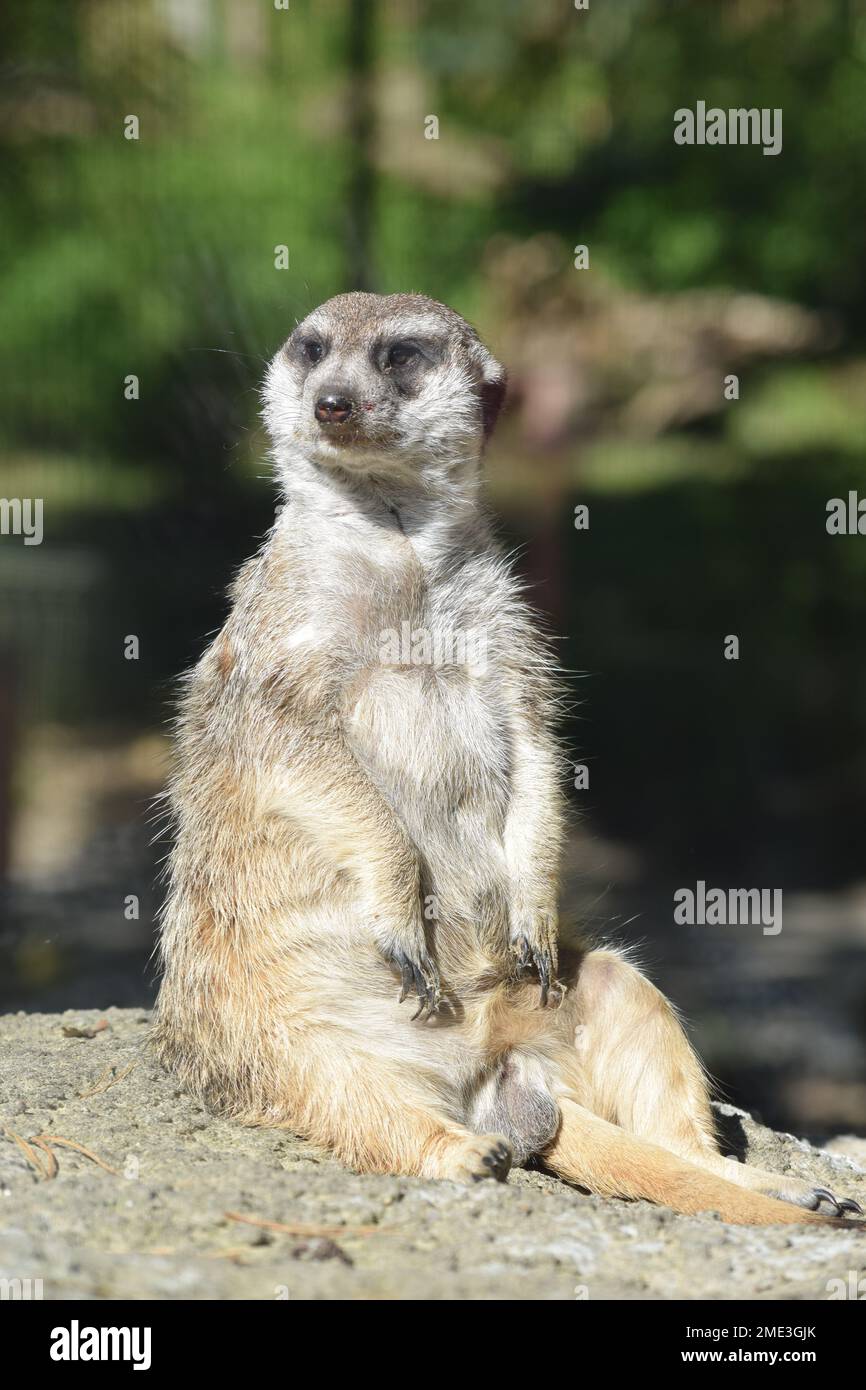 Meerkat sitting on a stone in the sun Stock Photo - Alamy