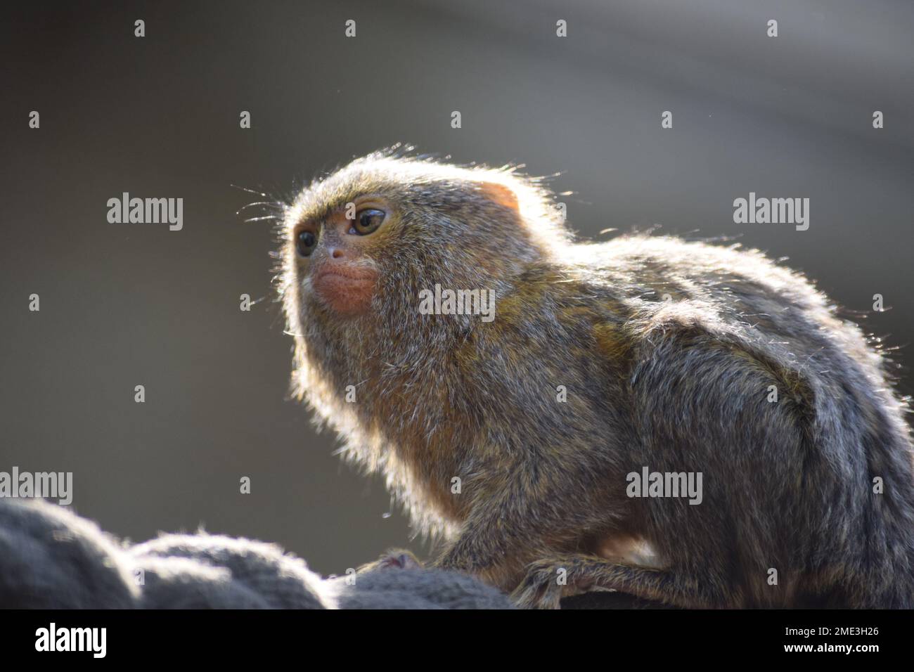 A dwarf marmoset or dwarf monkey illuminated by the sun Stock Photo - Alamy