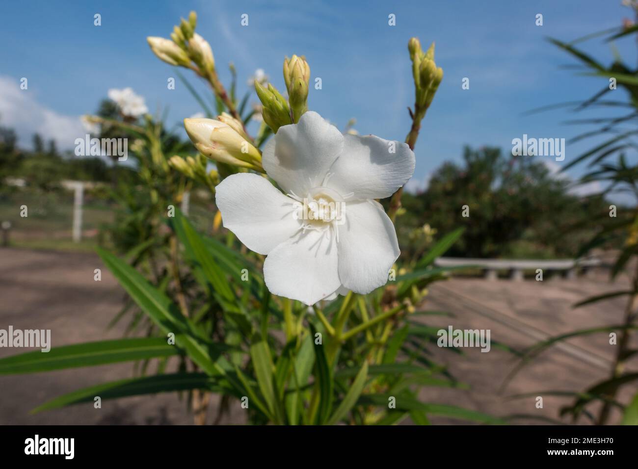 Oleander cultivar hi-res stock photography and images - Alamy
