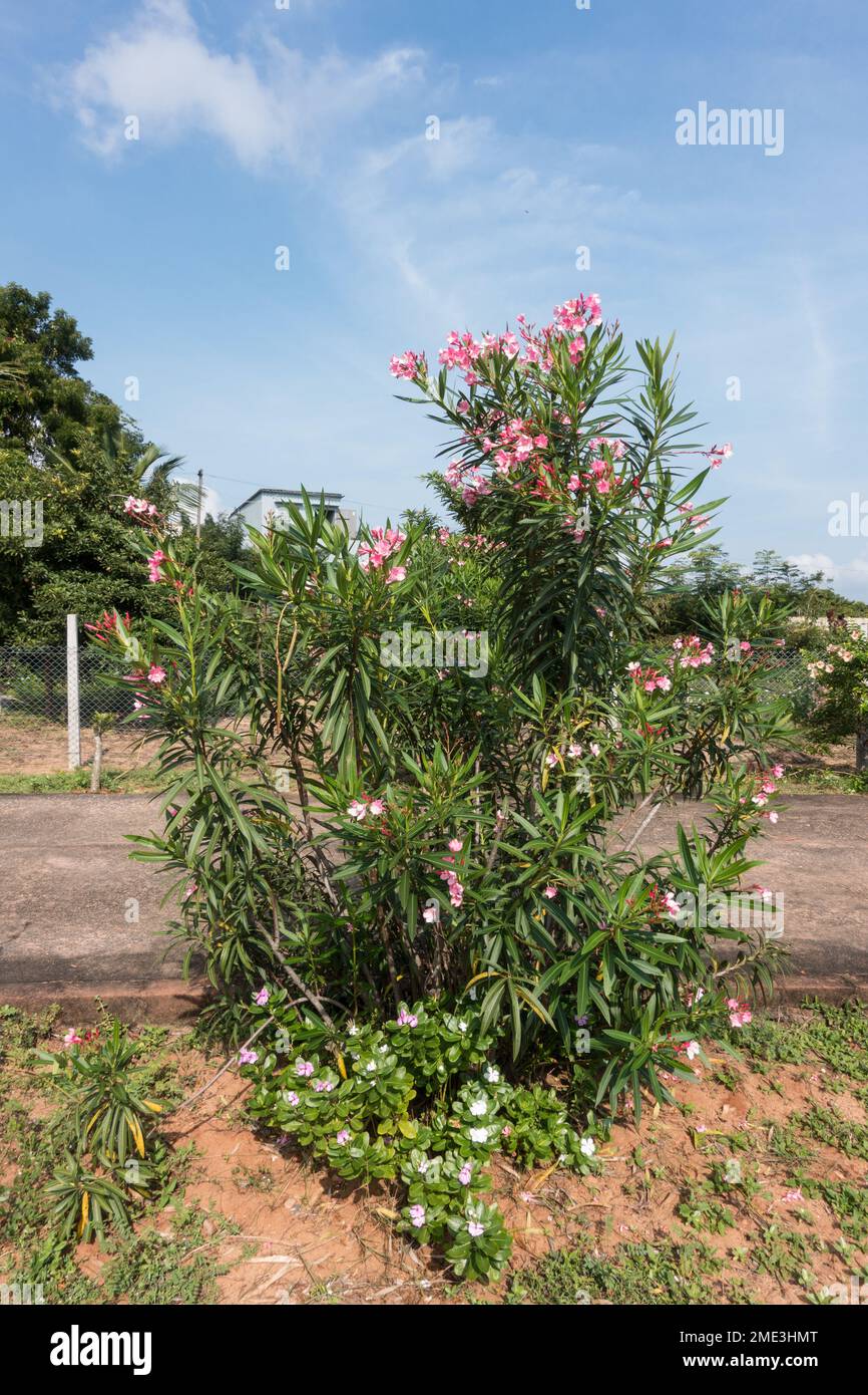 Pink Oleander plant Stock Photo - Alamy