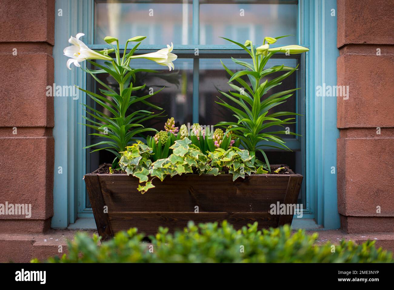 Flower wooden planter placed in front of window in urban city during ...
