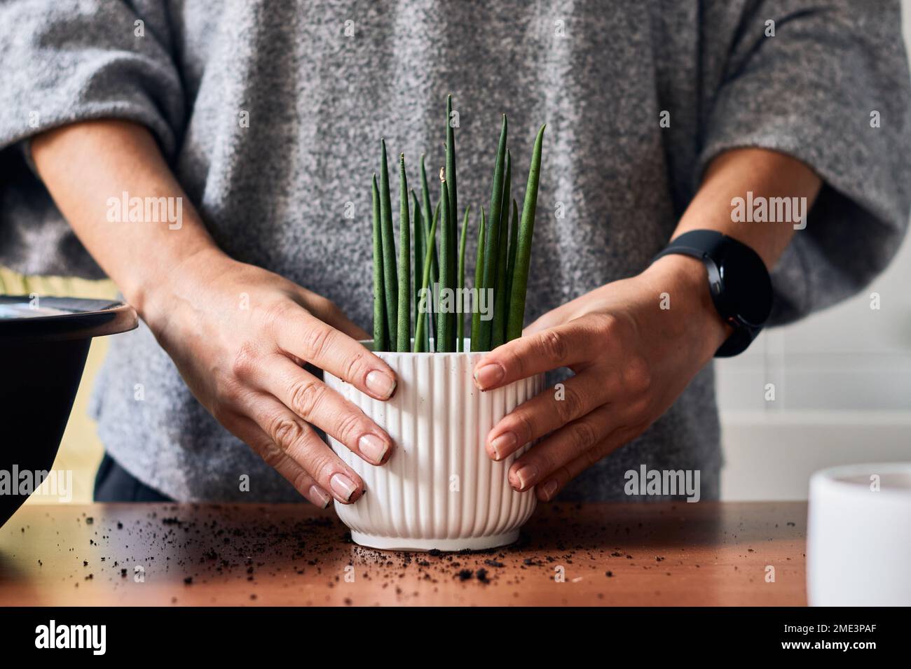Woman seeding a plant in a table indoors Stock Photo - Alamy