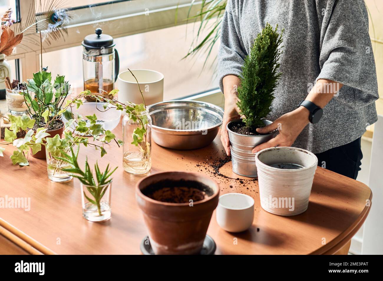 Woman seeding a plant in a table indoors Stock Photo - Alamy