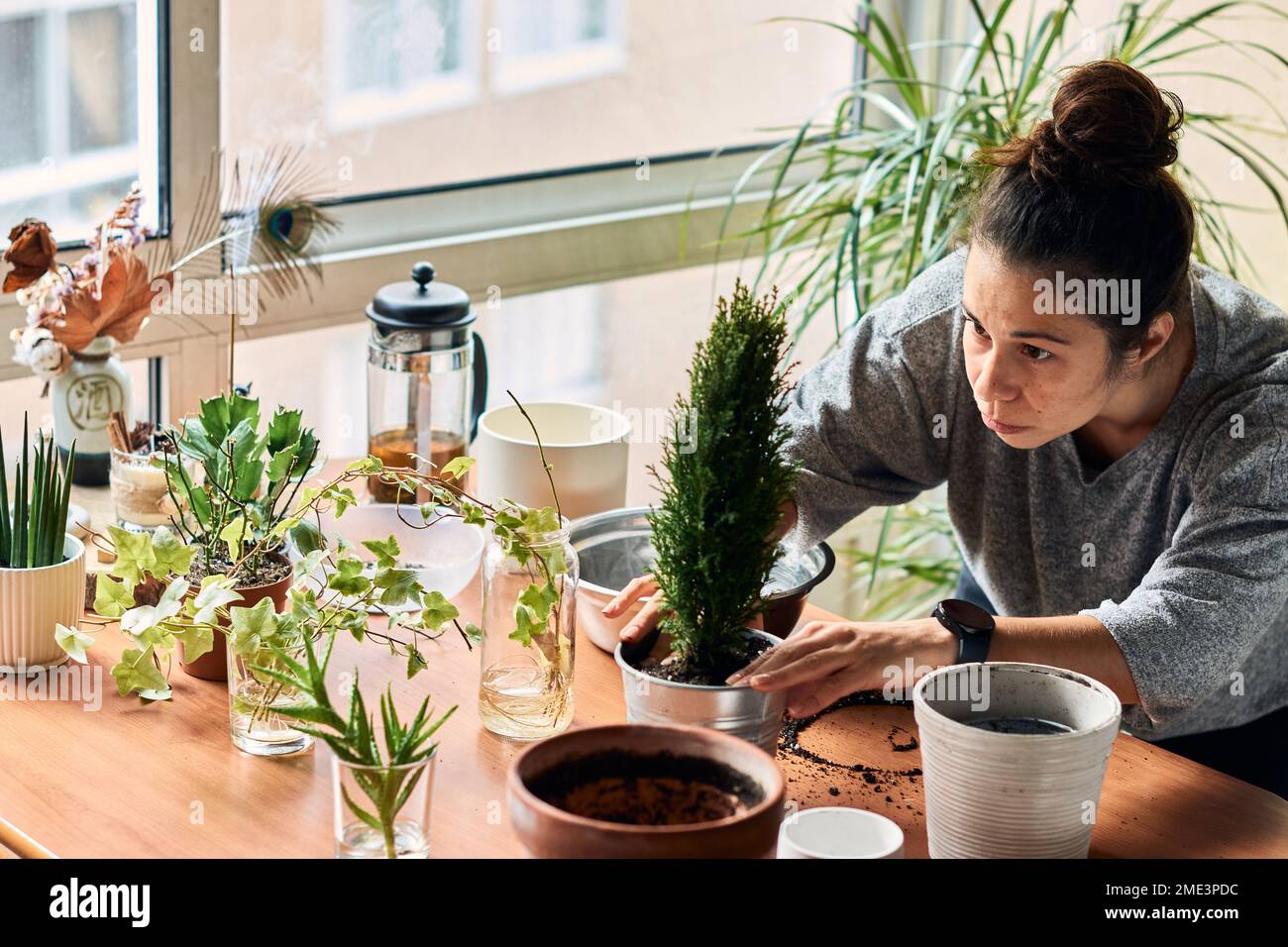 Woman seeding a plant in a table indoors Stock Photo - Alamy