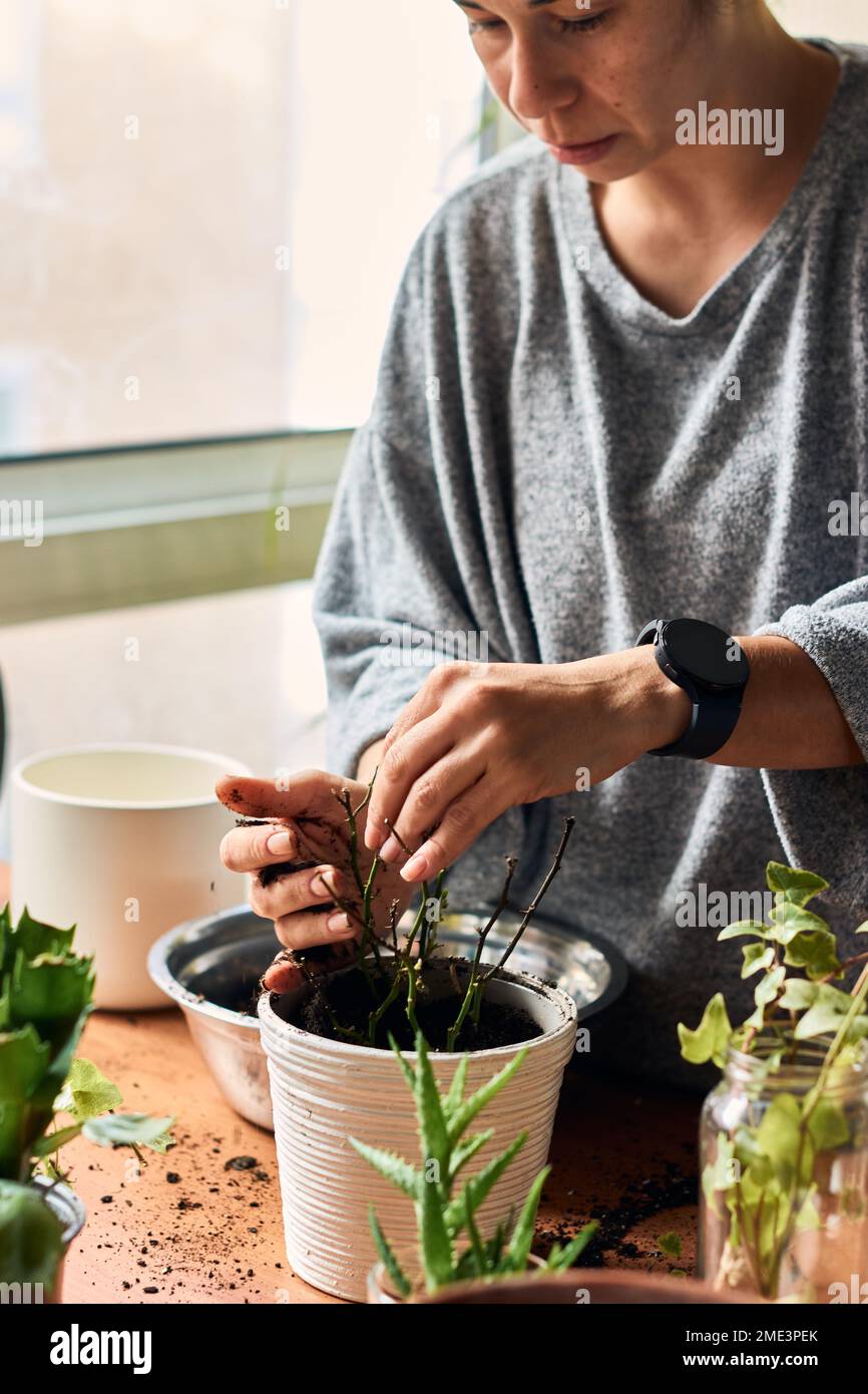 Woman seeding a plant in a table indoors Stock Photo - Alamy