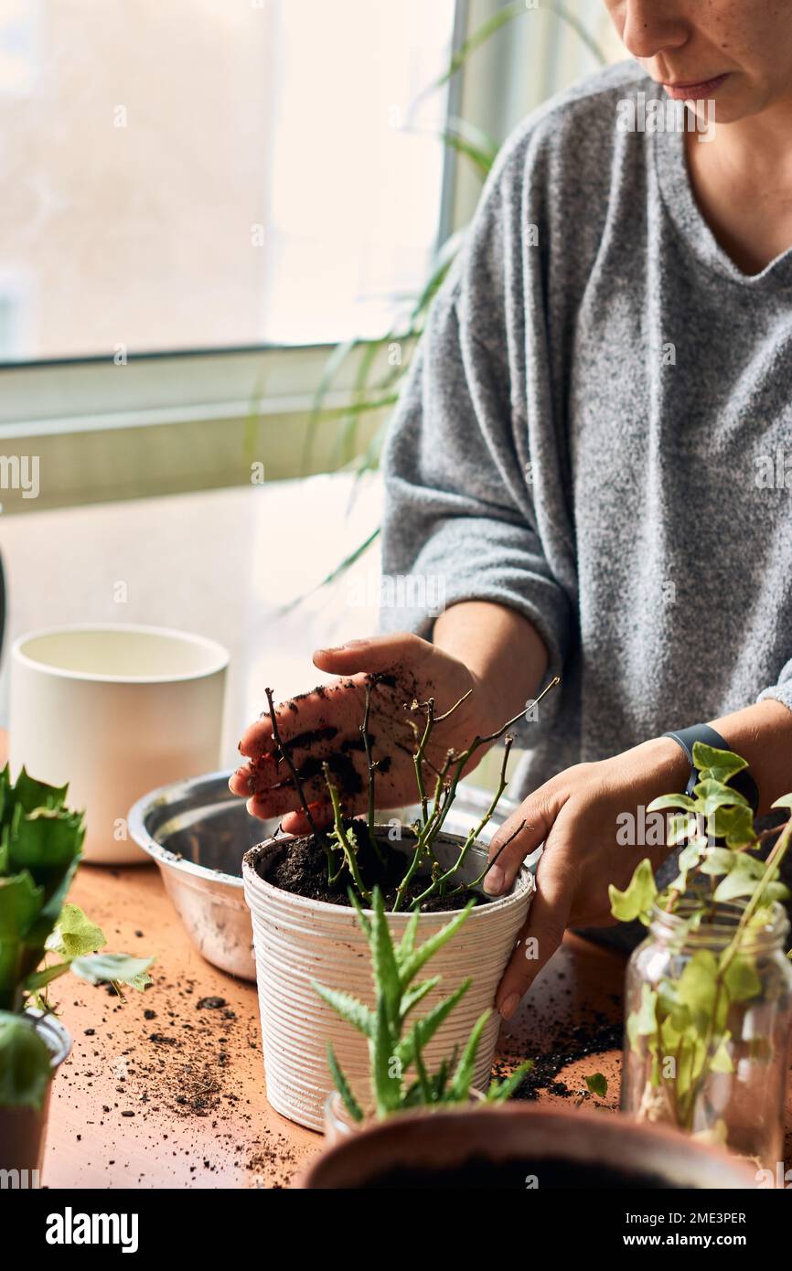 Woman seeding a plant in a table indoors Stock Photo - Alamy