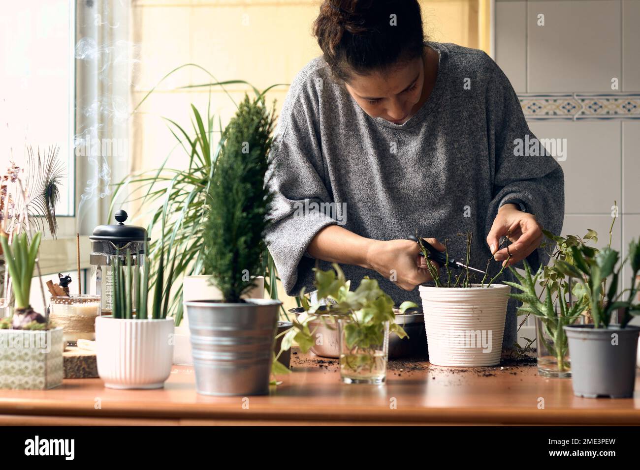 Woman seeding a plant in a table indoors Stock Photo - Alamy
