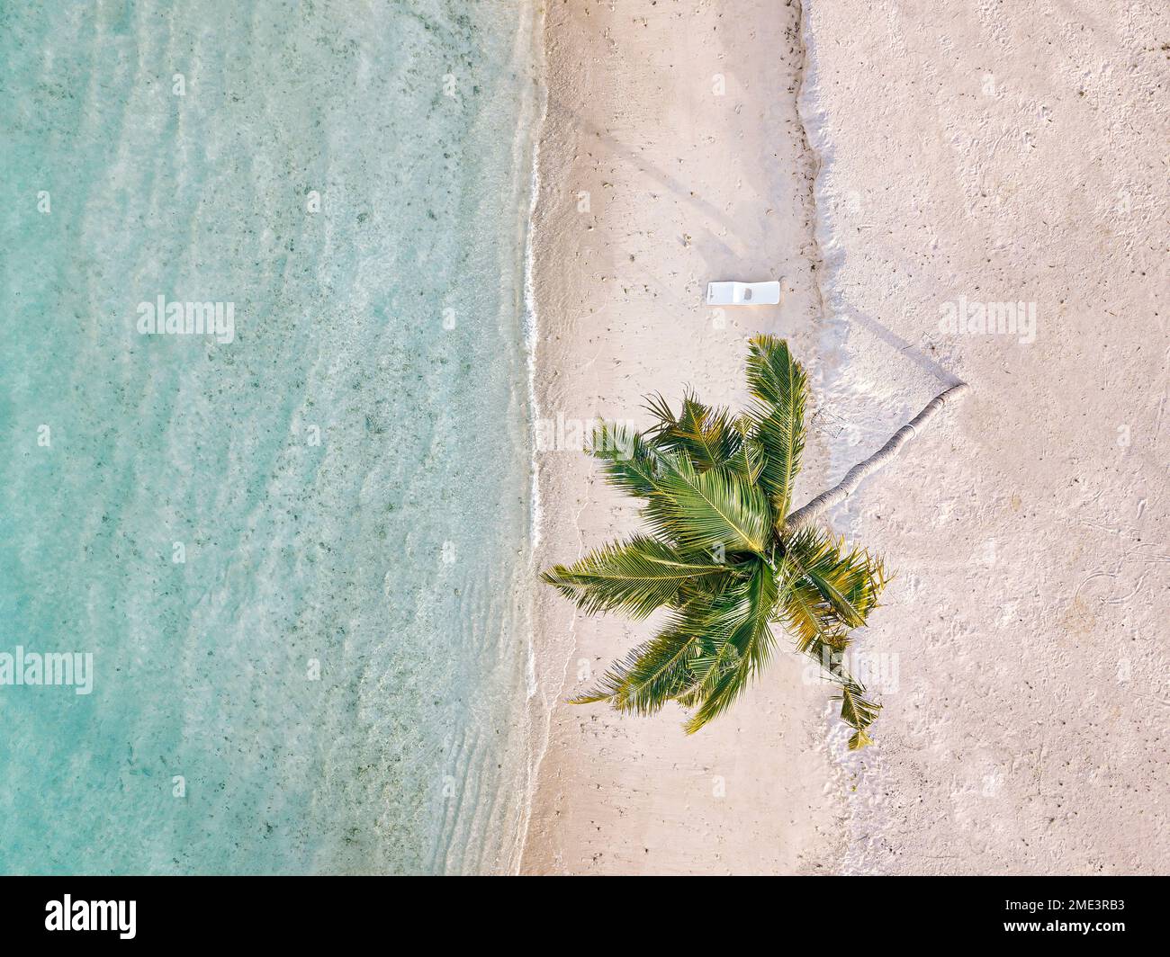 Coconut palm tree on empty beach Stock Photo - Alamy