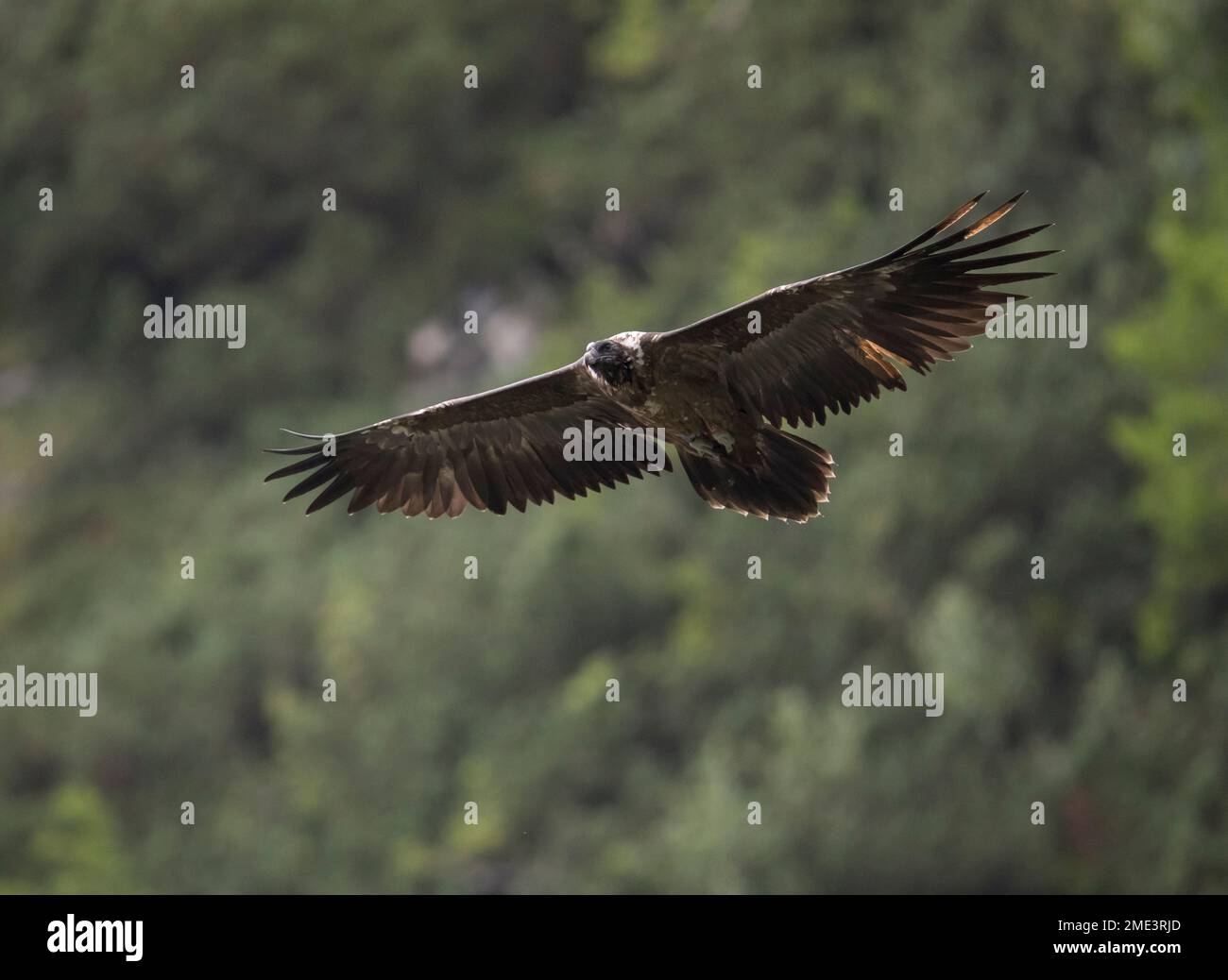 Bearded vulture flying in air with spread wings Stock Photo - Alamy
