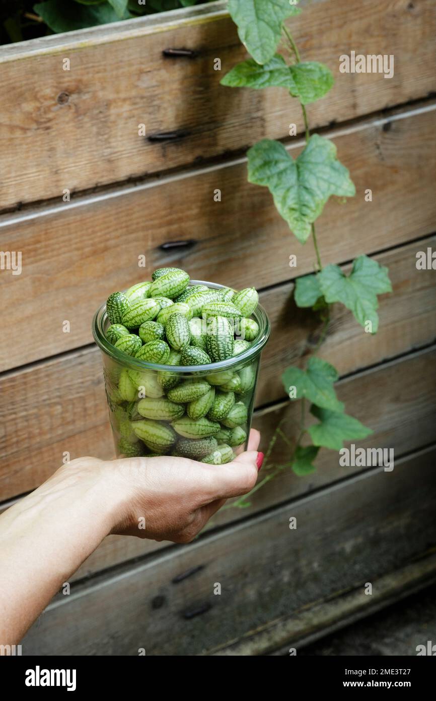 Hand of woman holding jar of freshly picked cucamelons (Melothria ...
