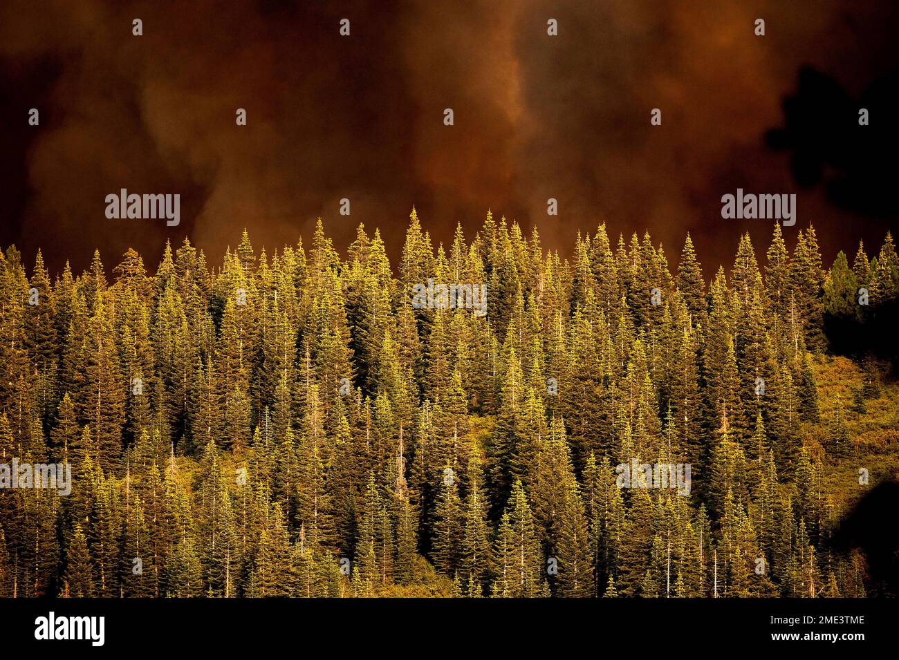 Smoke from the Dixie Fire rises over trees in Lassen National Forest ...