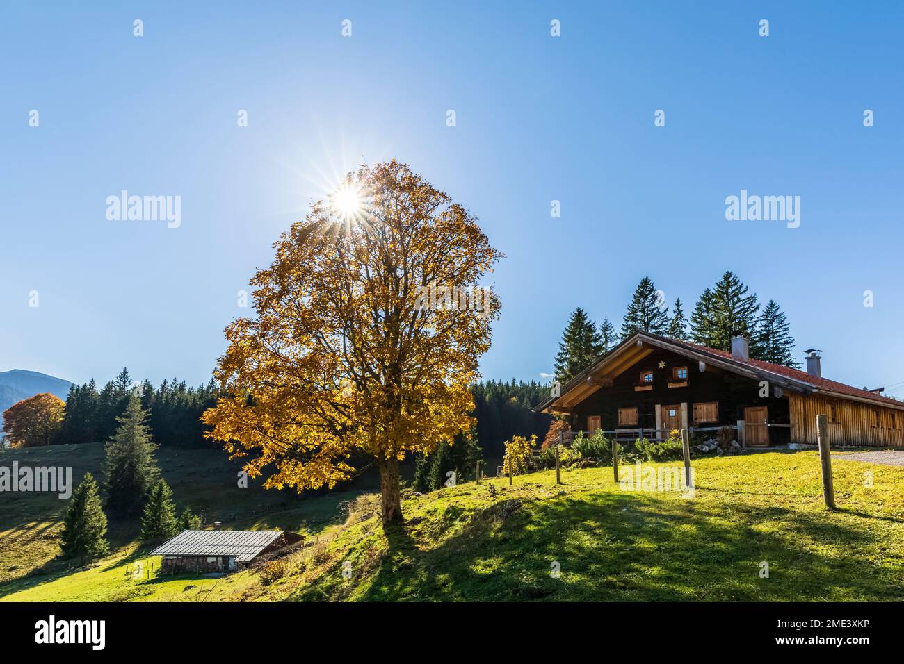 Germany, Bavaria, Sun shining over a single tree growing in front of ...