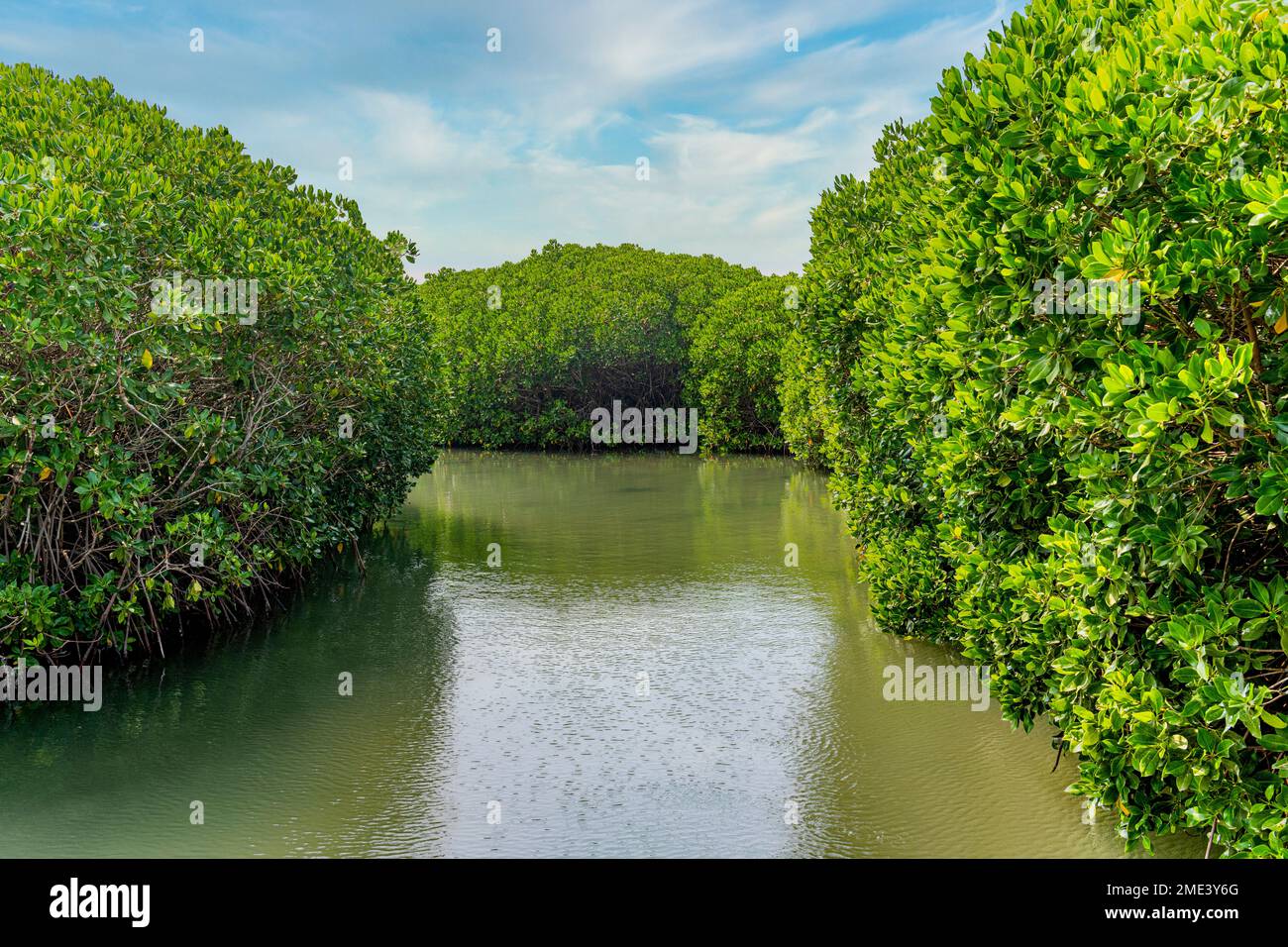 Saudi Arabia, Jazan Province, Green mangrove forest in summer Stock ...