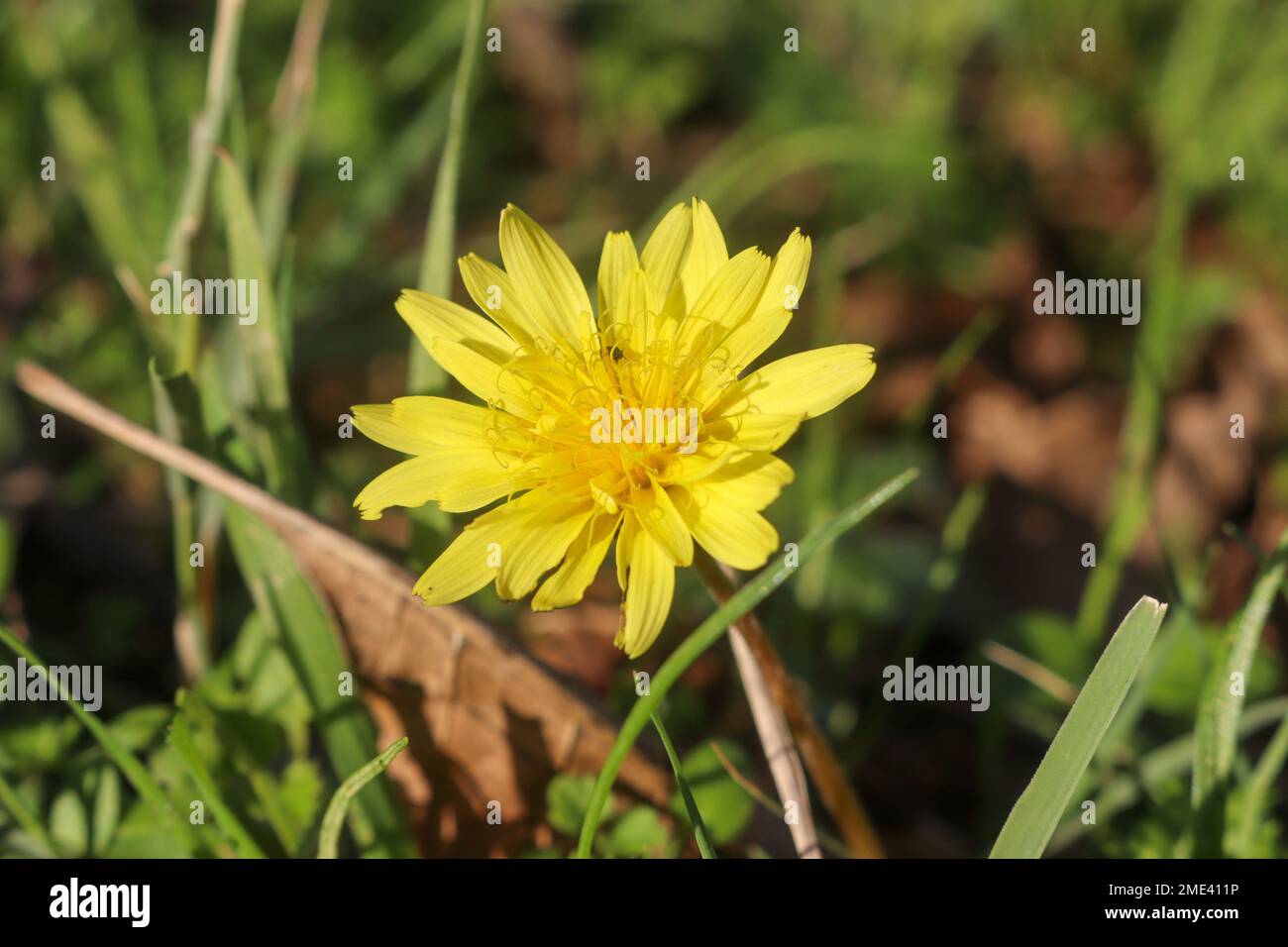 Murnong hi-res stock photography and images - Alamy