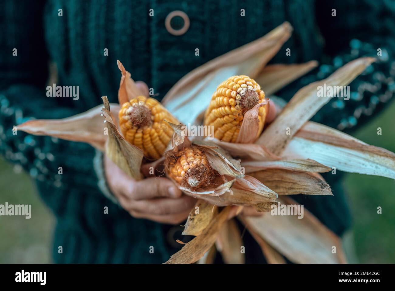 Hand holding corn on the cob hi-res stock photography and images - Alamy